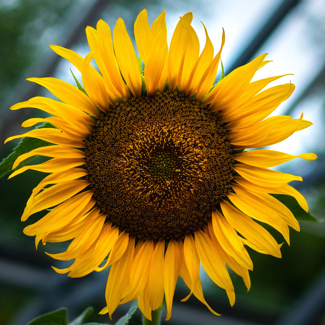 Ten Leaves Essential Oils – TenLeaves